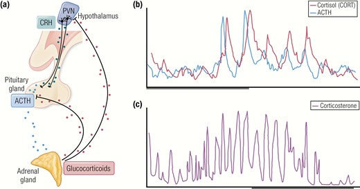 Cortisol-3 [AP] (DAG2978) - Creative Diagnostics